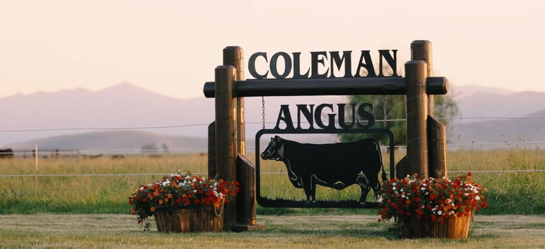 Home - Coleman Angus - Montana